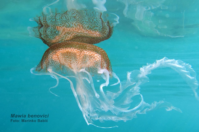 Misteriozna Mawia benovici na Kamenjaku • Istra Terra Magica