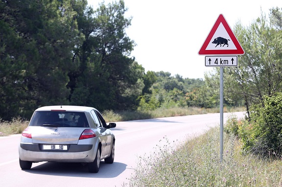 VRSAR: U 24 sata tri naleta na divljač. Jednom vozaču pod kotačima ...