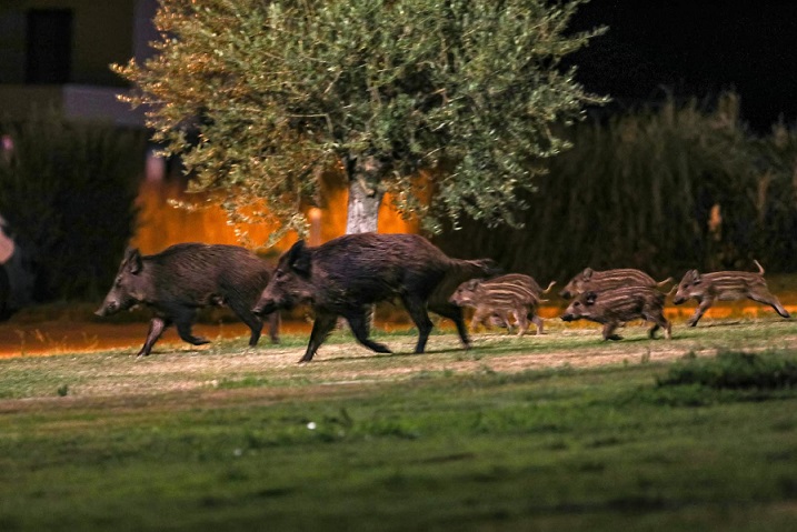 Tri divlje svinje istrčale na cestu kod Funtane, u divljač udarili i ...