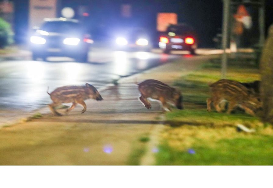 Srne i divlje svinje po Istri: U manje od 24 sata šest naleta na ...